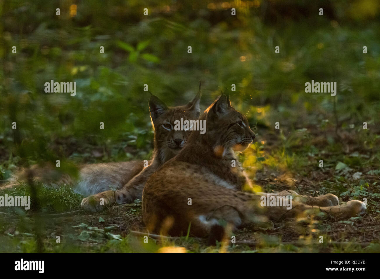 Lynx in the forest Stock Photo - Alamy