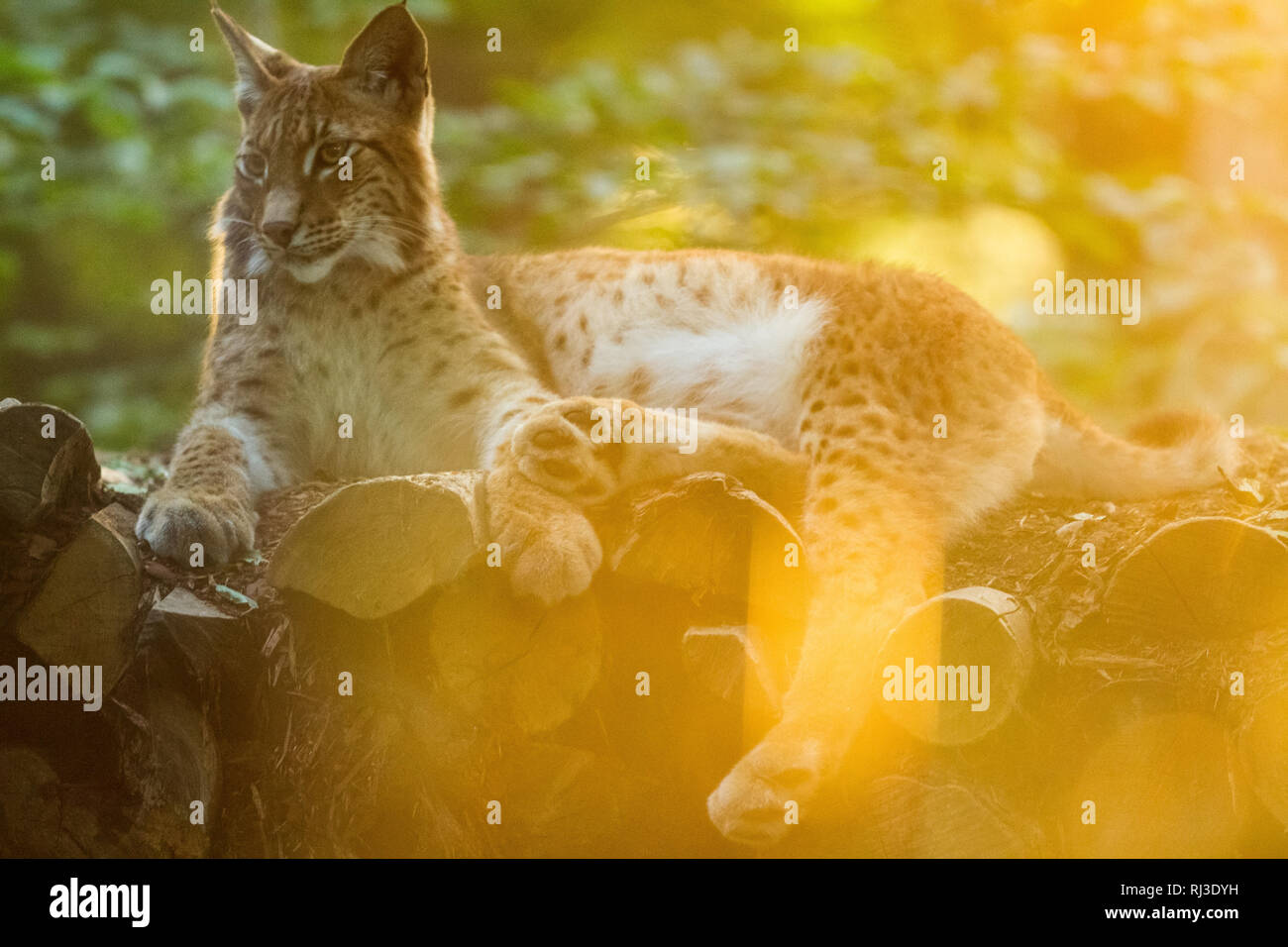 Lynx in the forest Stock Photo - Alamy