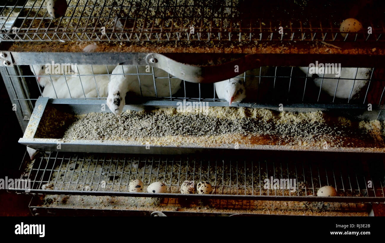 Farm breeding quail and quail eggs Stock Photo - Alamy