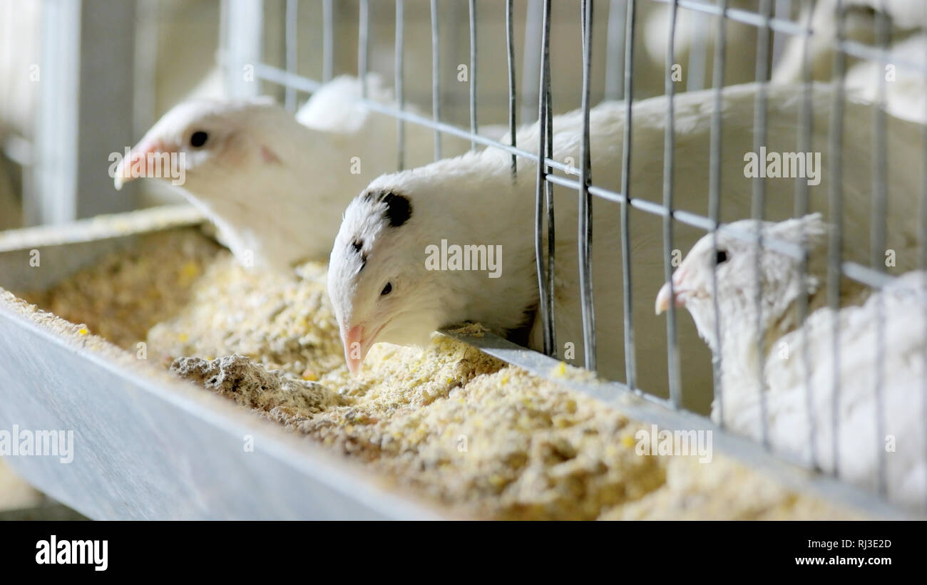 Quails in cages poultry farm hi-res stock photography and images - Alamy