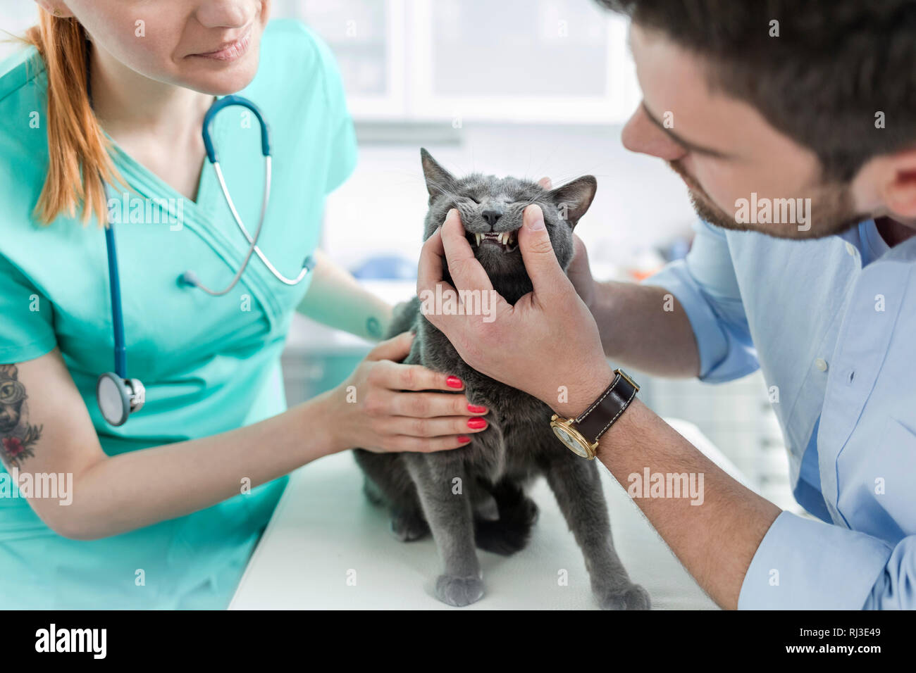 Doctor and owner examining Russian Blue cat's teeth on bed at ...