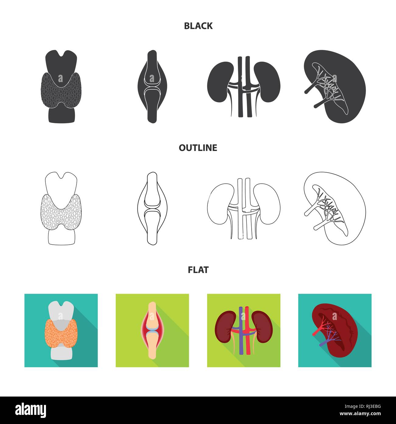 dorsal,bone,kidney,spinal,tendon,urinary,bones,ligament,beans,muscle ...