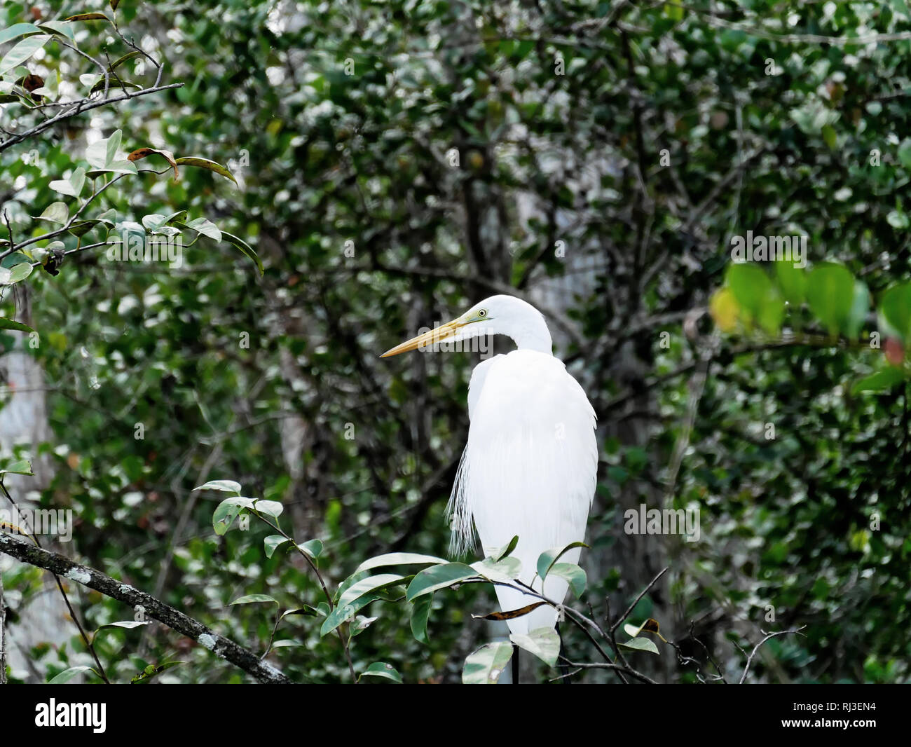White exotic bird hi-res stock photography and images - Alamy