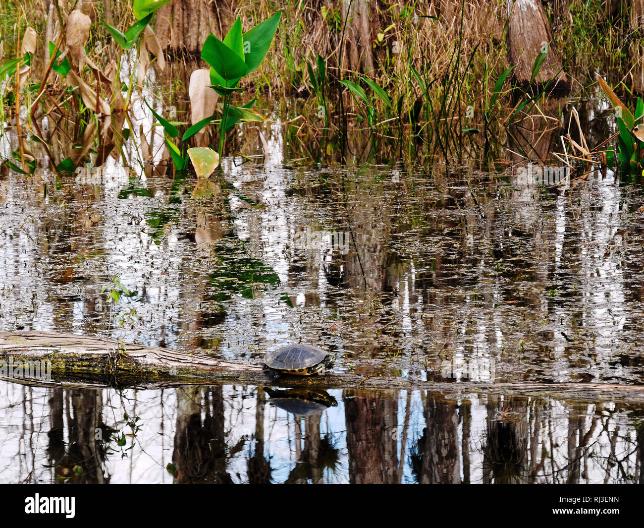 Turtle stack hi-res stock photography and images - Alamy