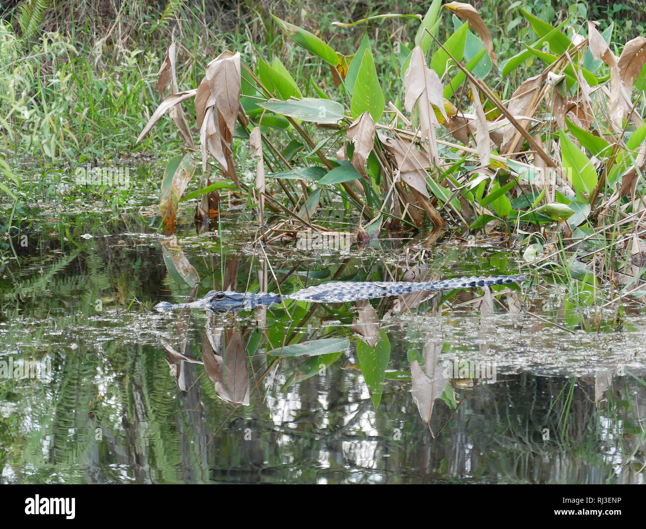 American crocodile full body hi-res stock photography and images - Alamy