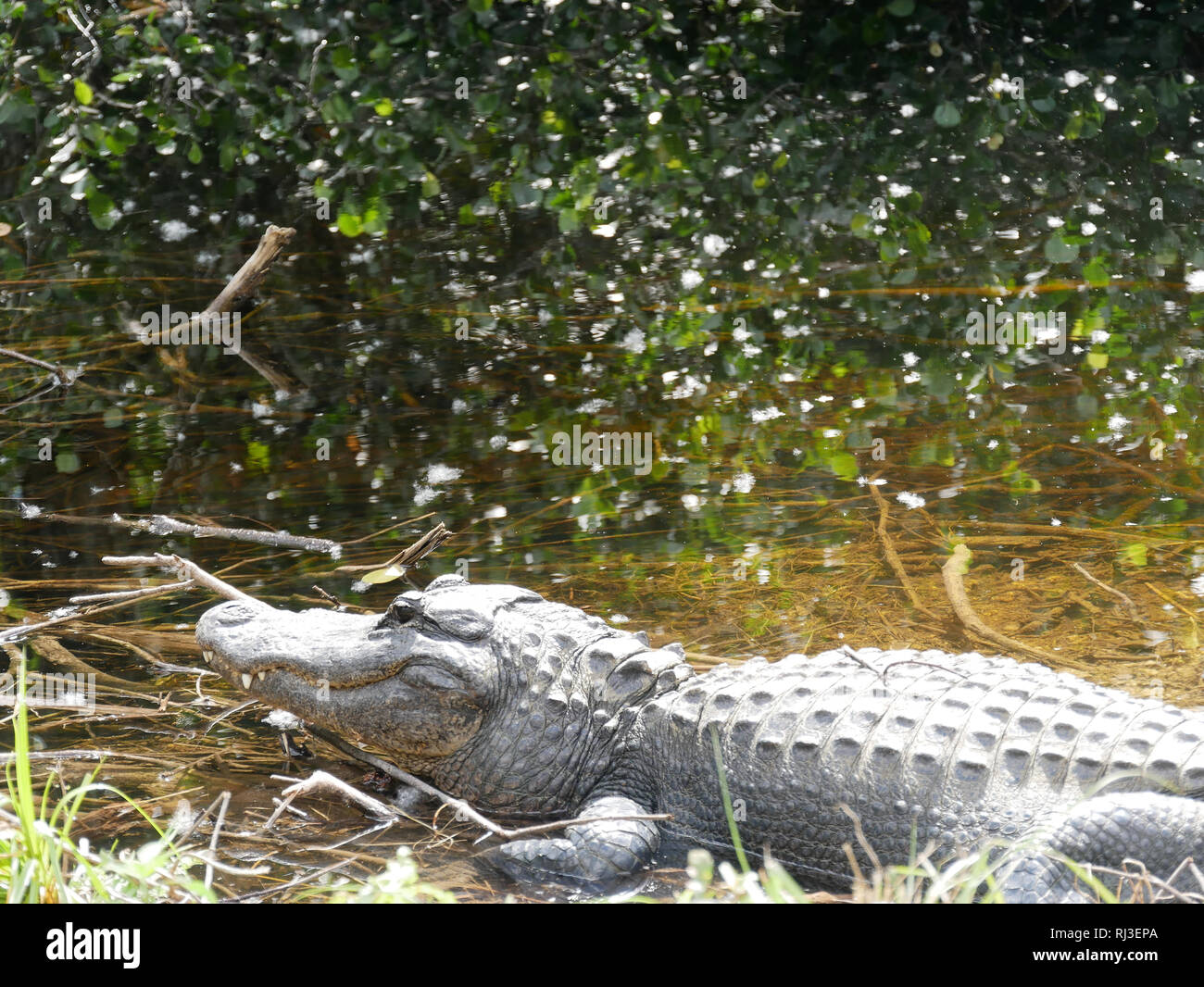 Danger hunt predator natural hi-res stock photography and images - Alamy
