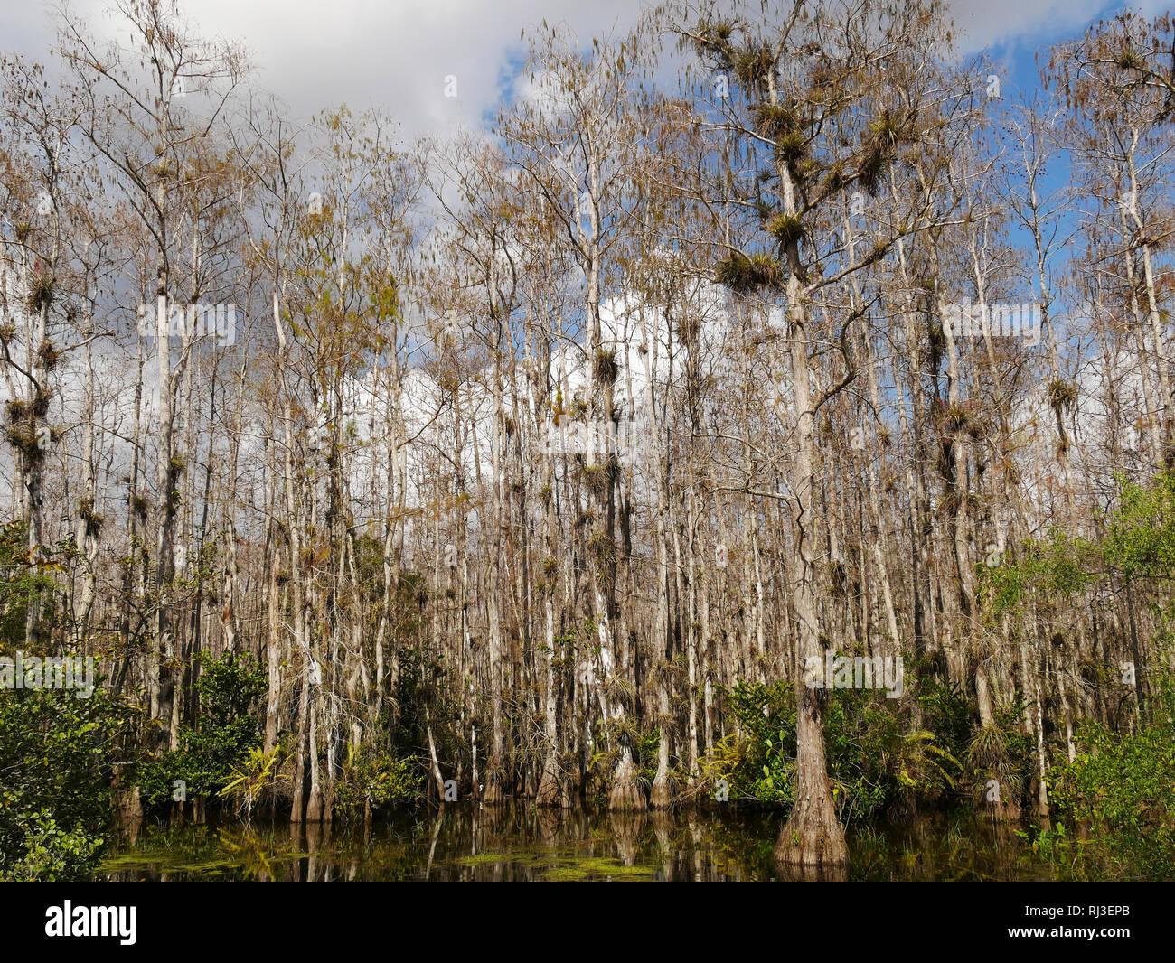 Wetland swamp water grass hi-res stock photography and images - Alamy