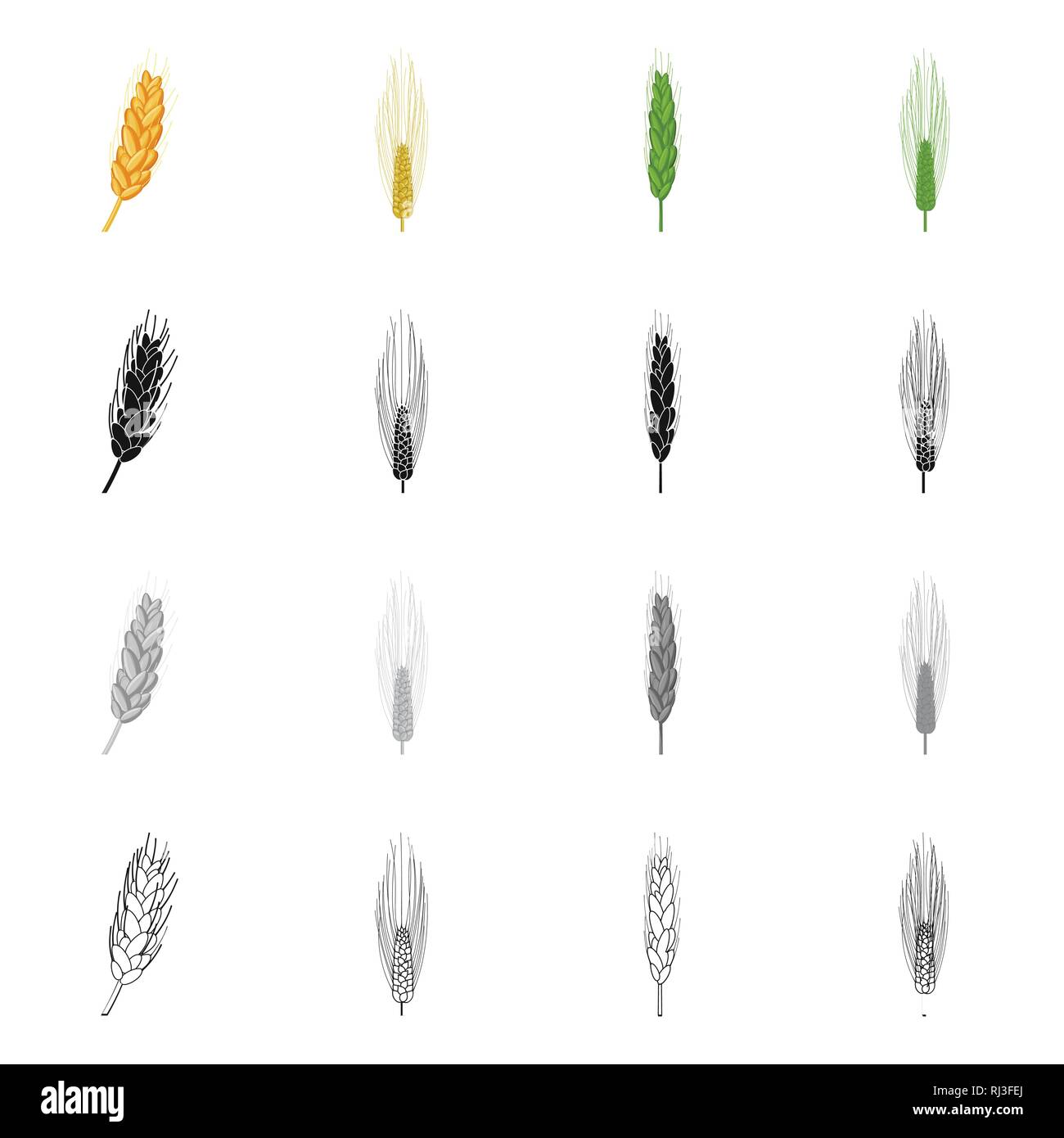 spring,barley,spike,durum,winter,flour,seed,ear,bran,crop,cereal,ripe ...