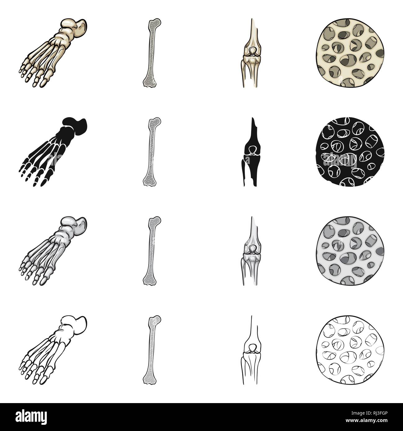 foot,femur,fiber,ankle,bony,healthy,leg,scientific,podiatry,knee,muscle ...