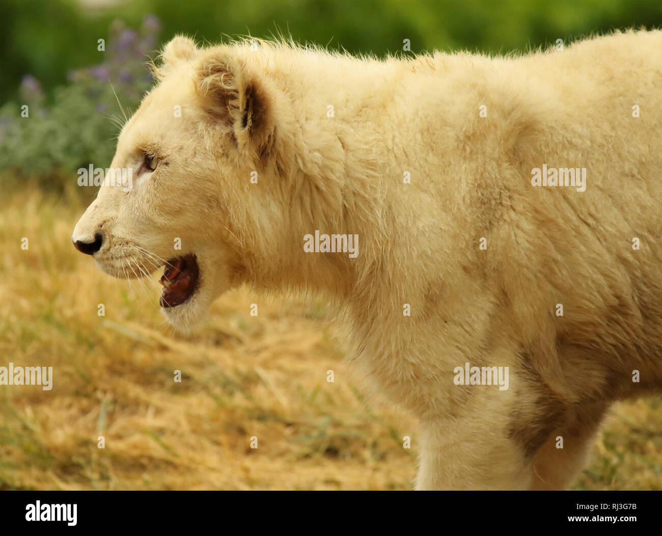 An African Lion Cub considering a pounce Stock Photo - Alamy