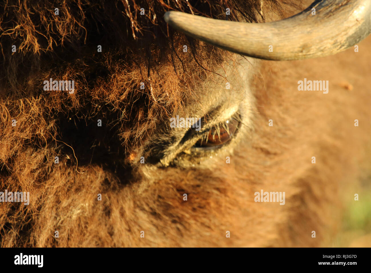 A close portrait of a powerful American Bison Stock Photo - Alamy
