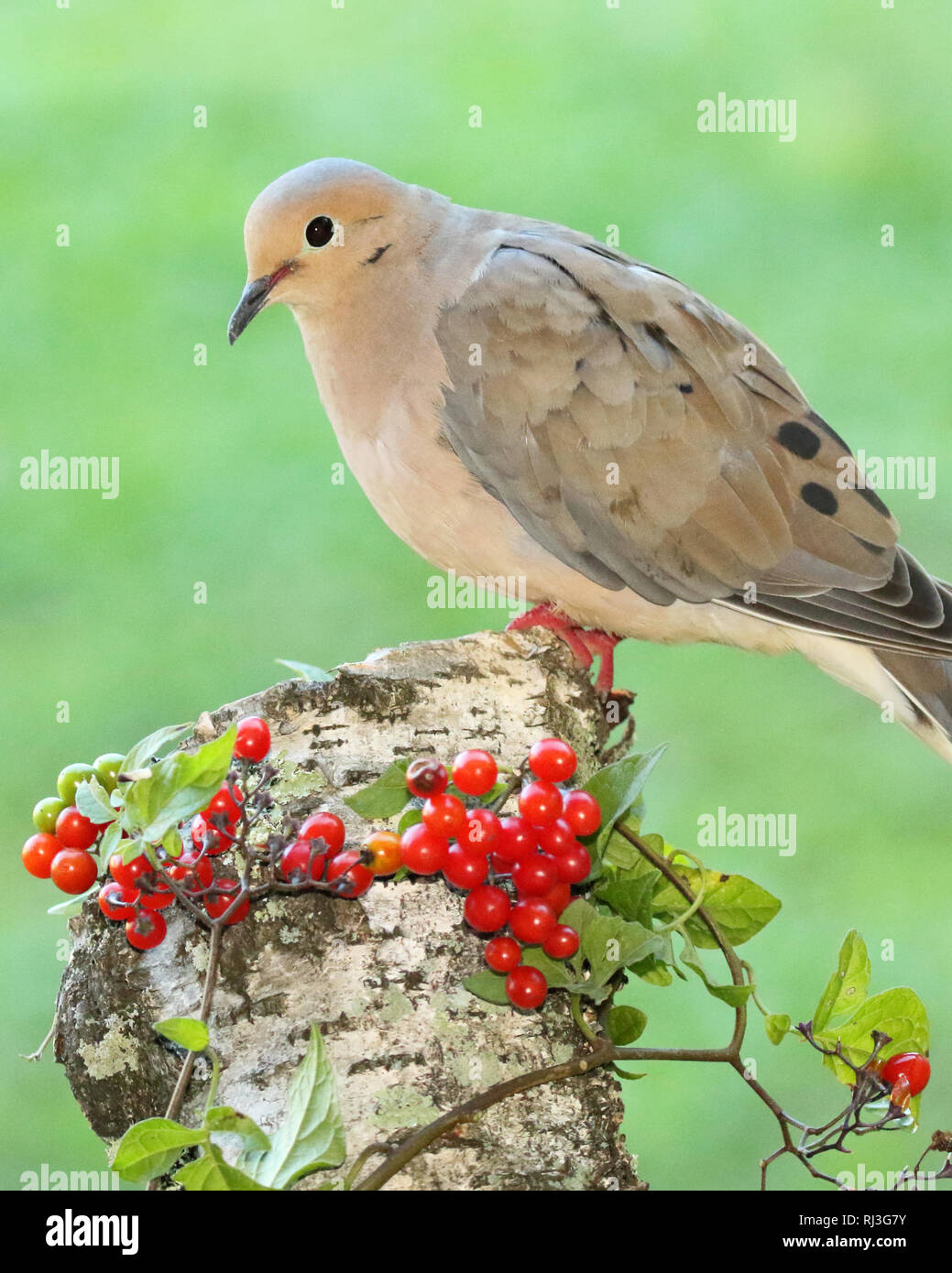 Cute dove hi-res stock photography and images - Alamy