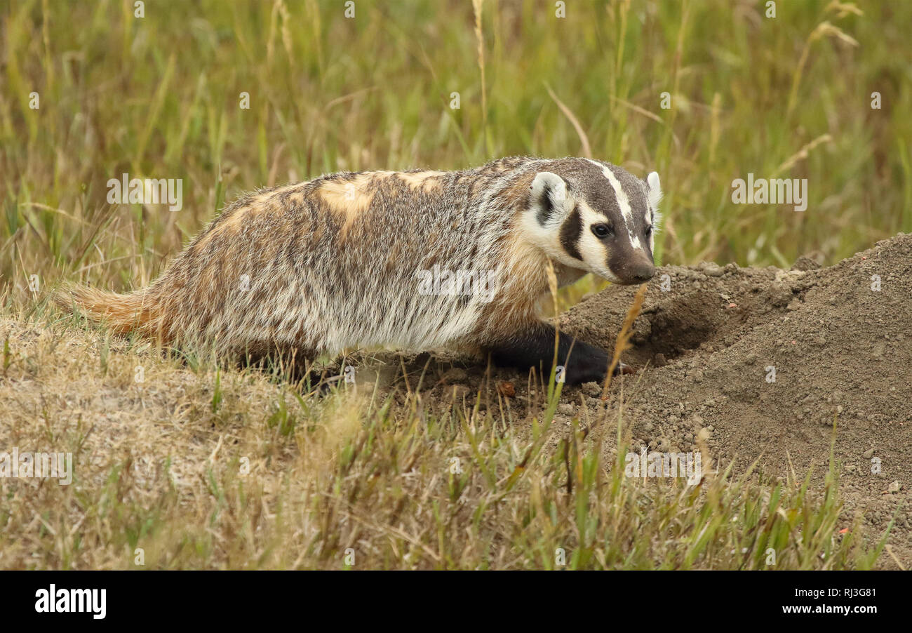 American badger den hi-res stock photography and images - Alamy