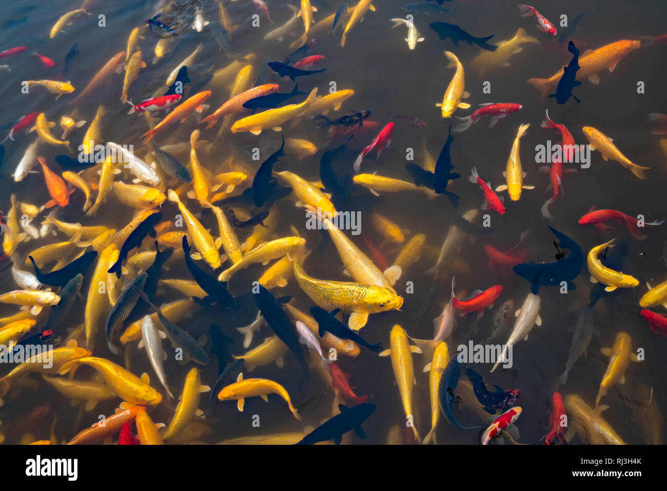 Colorful Koi Fish Stock Photo - Alamy
