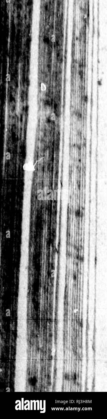 Fort worden Black and White Stock Photos & Images - Alamy