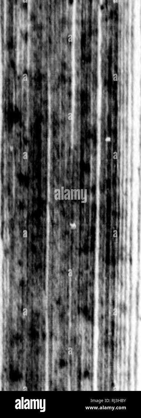 Baai Black and White Stock Photos & Images - Alamy