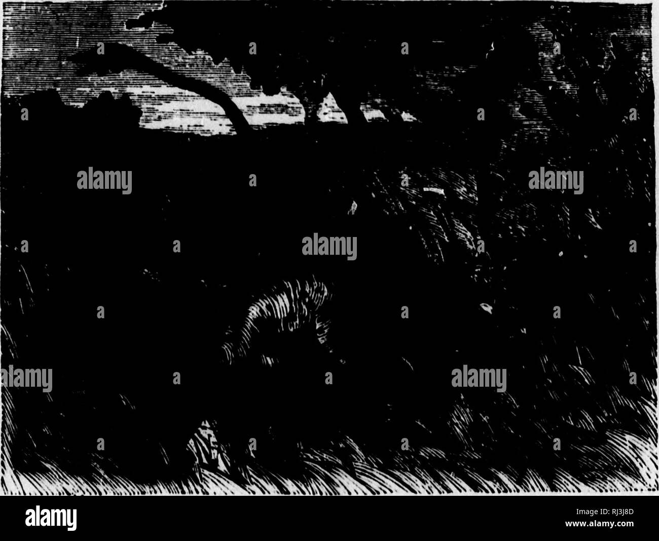 Chasse forward Black and White Stock Photos & Images - Alamy