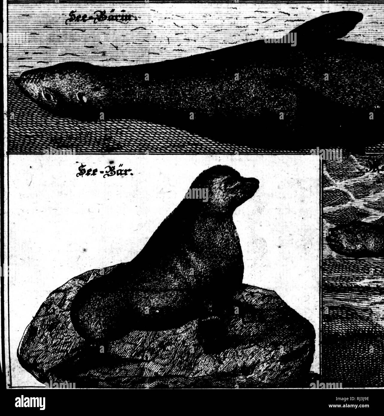 Kulmus hi-res stock photography and images - Alamy