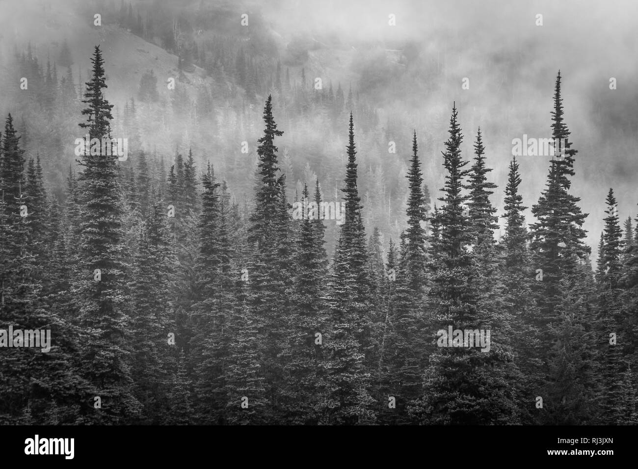 Pine trees in fog, at Hurricane Ridge, in Olympic National Park ...
