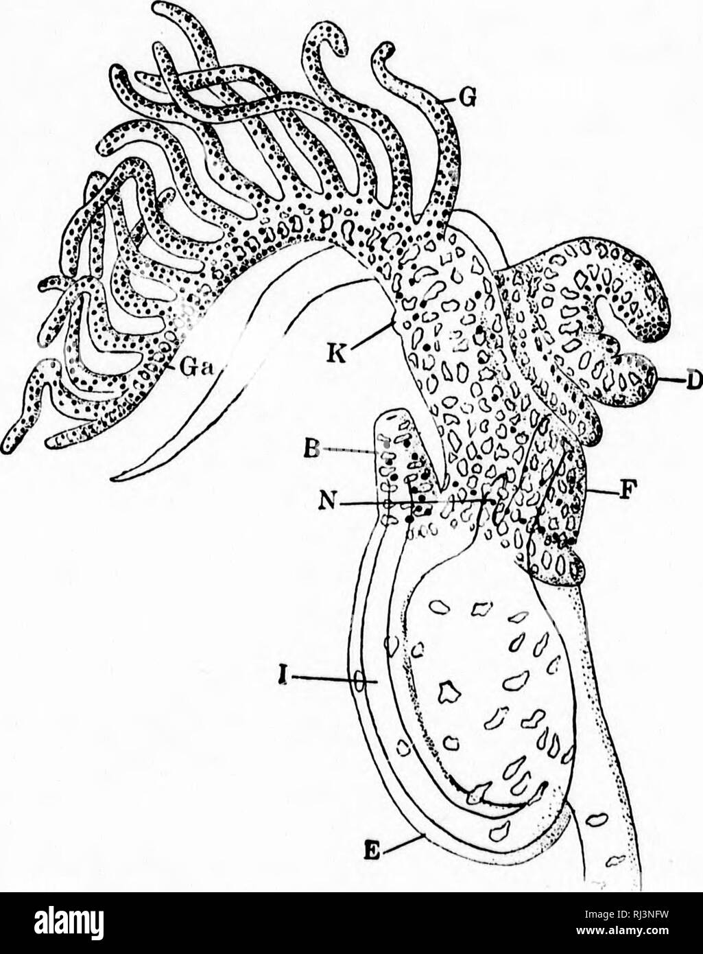 . A textbook of invertebrate morphology [microform]. Invertebrates ...