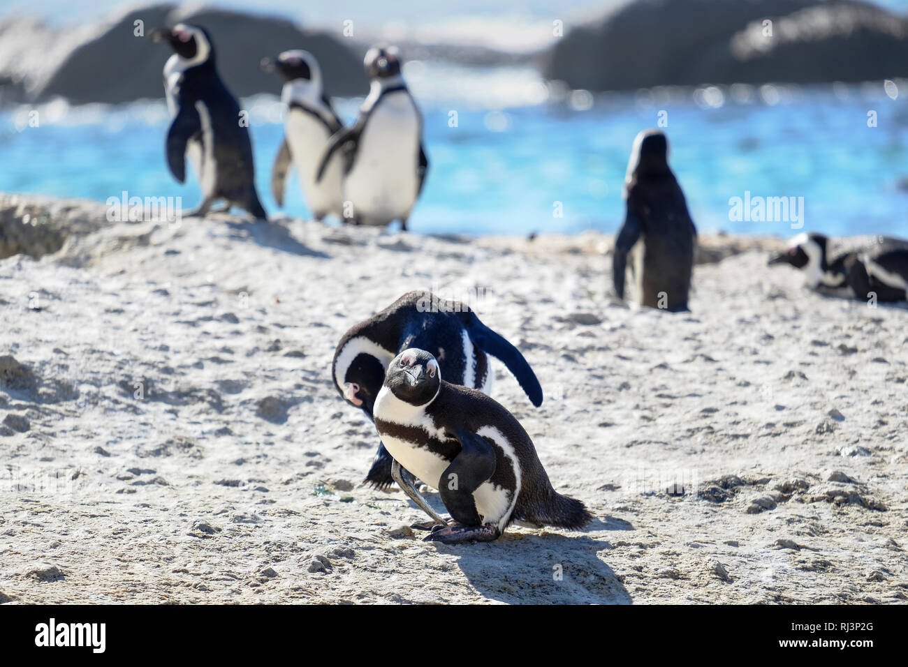 Penguins at the beach Stock Photo - Alamy