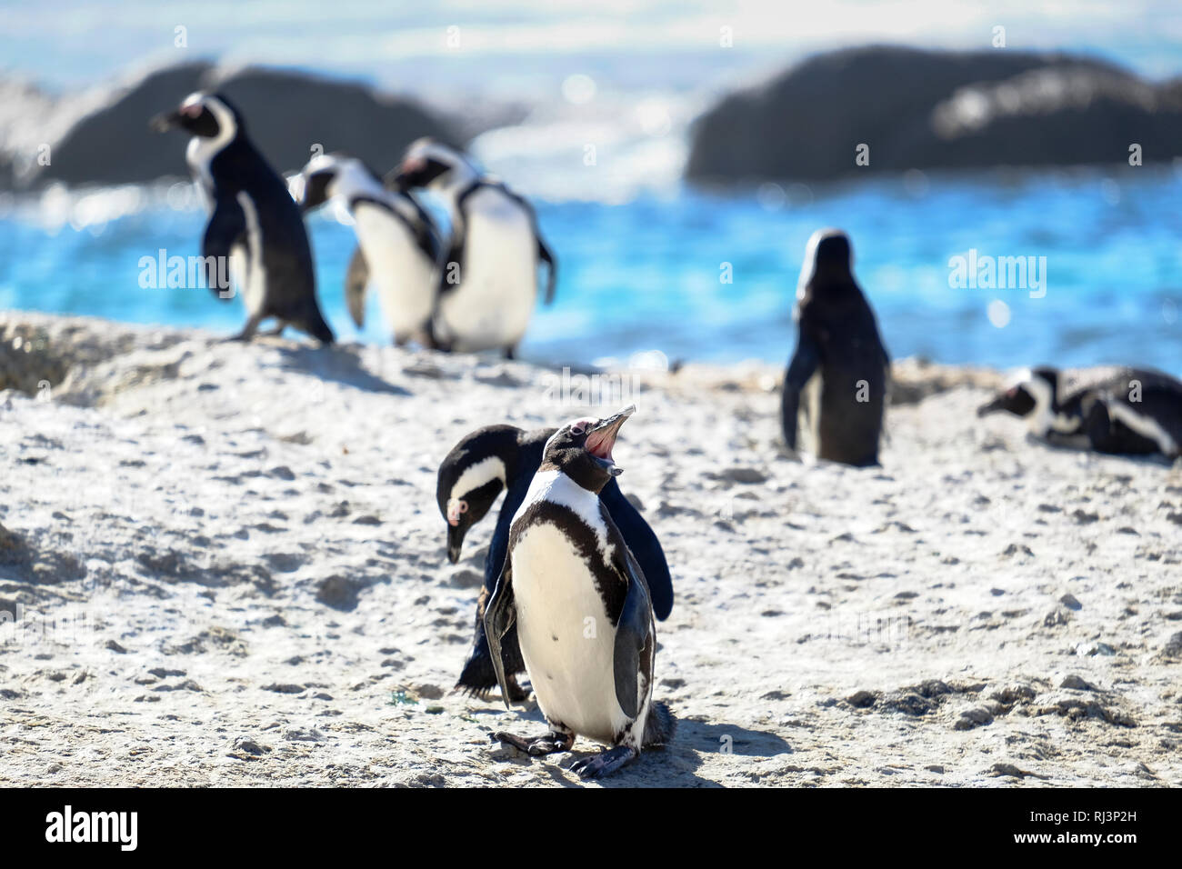 Penguins at the beach Stock Photo - Alamy
