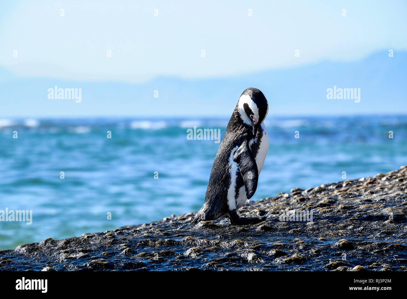 Alone single one penguin hi-res stock photography and images - Alamy