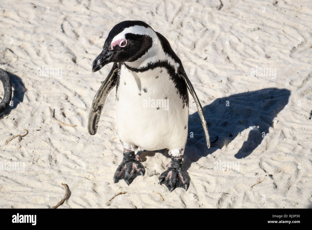 Penguin animals hi-res stock photography and images - Alamy
