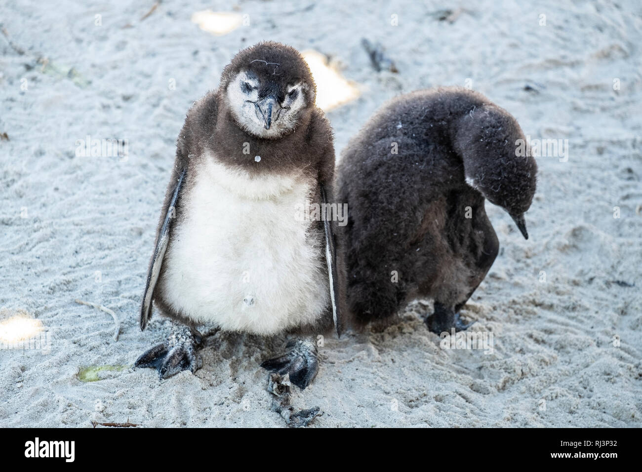 Baby penguin close up hi-res stock photography and images - Alamy
