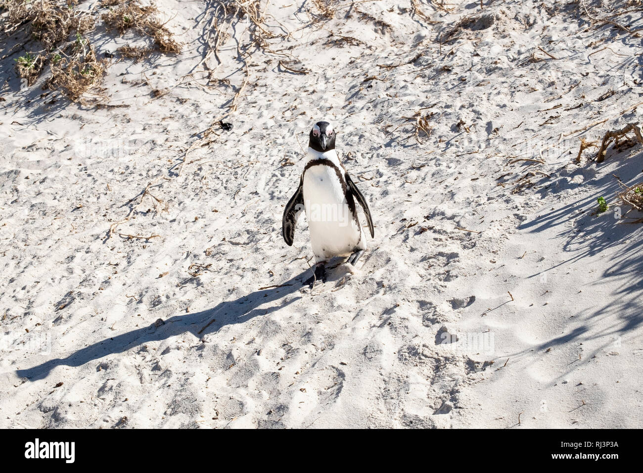 Penguin at the beach Stock Photo - Alamy