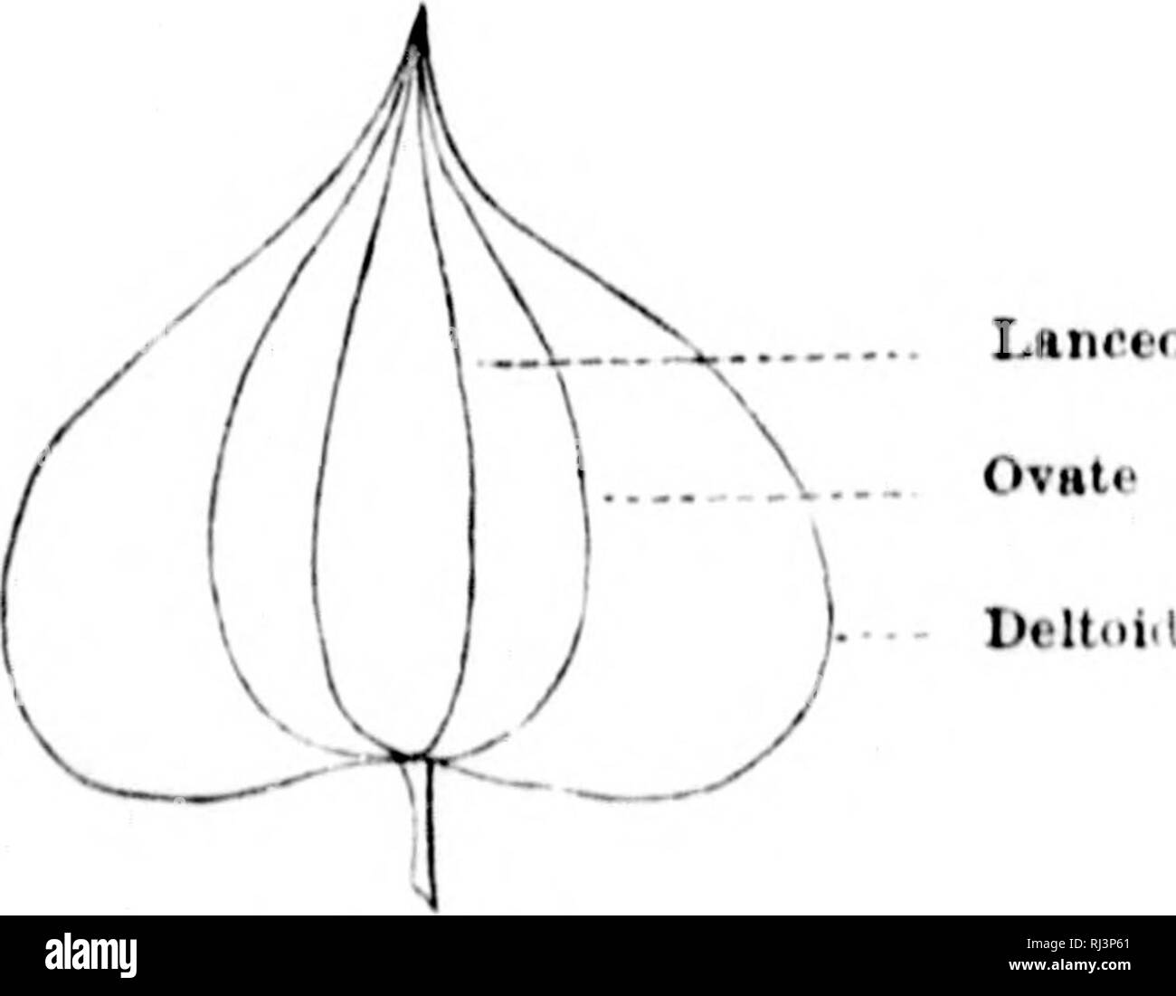 T deltoid fly hi-res stock photography and images - Alamy