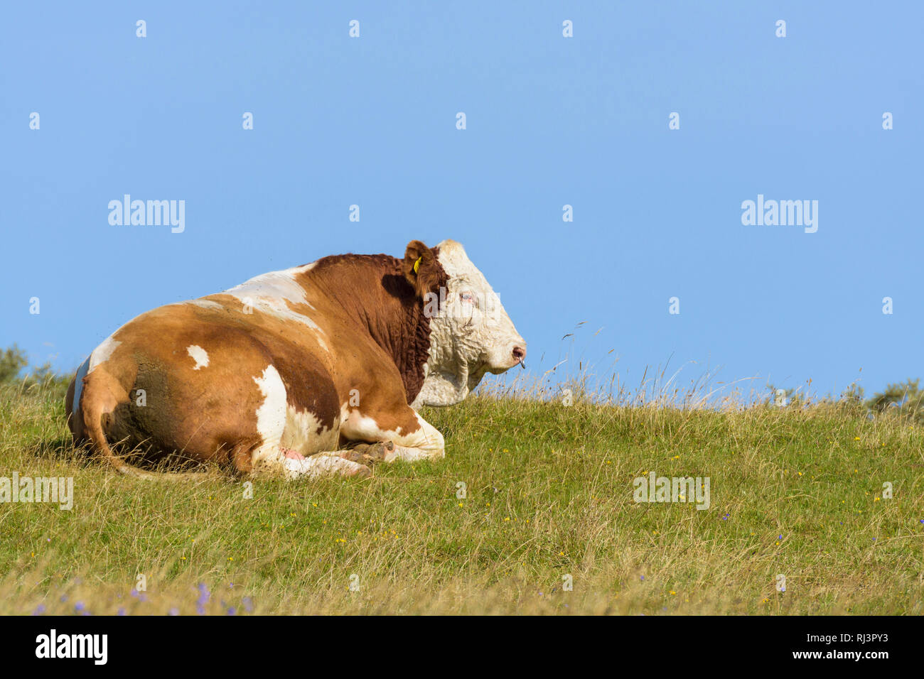 Jutland cattle hi-res stock photography and images - Alamy