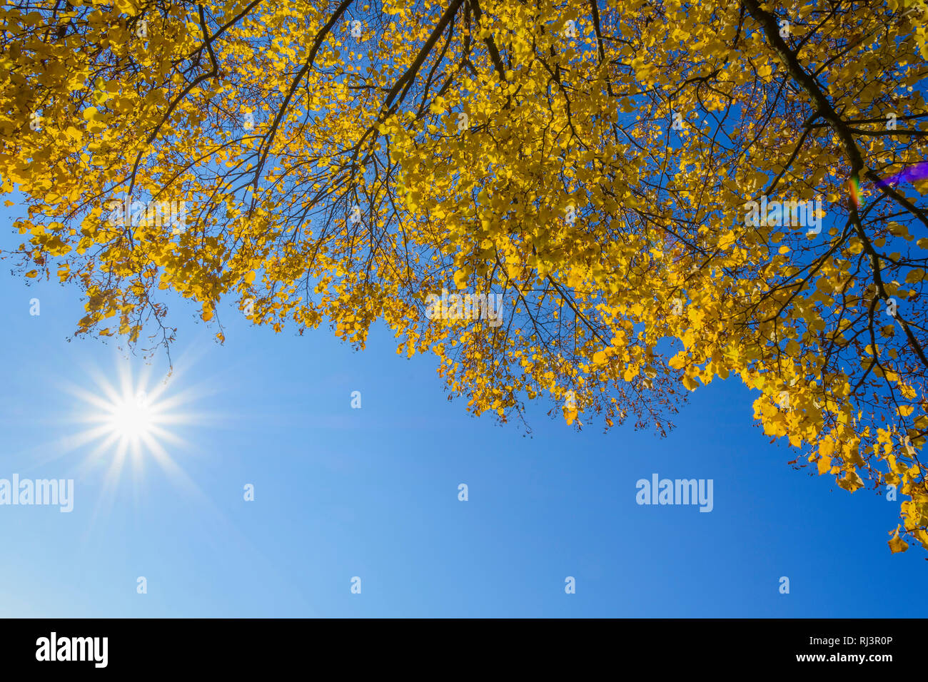 Colorful Lime Tree Leaves with Sun in Autumn, Franconia, Bavaria ...