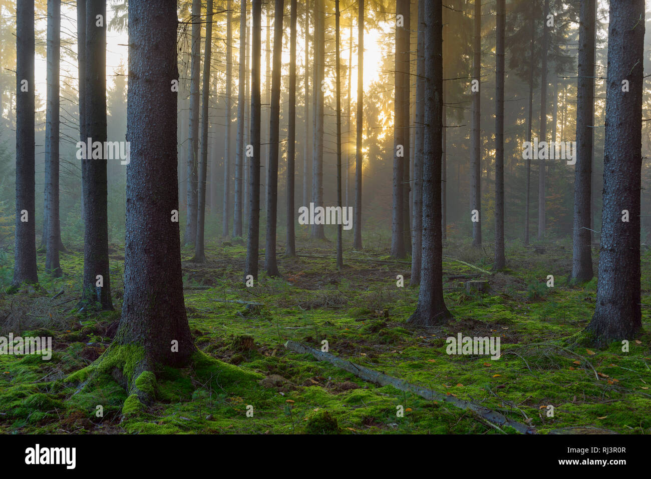 Spruce Forest at Sunrise with Haze, Vielbrunn, Odenwald, Hesse, Germany ...