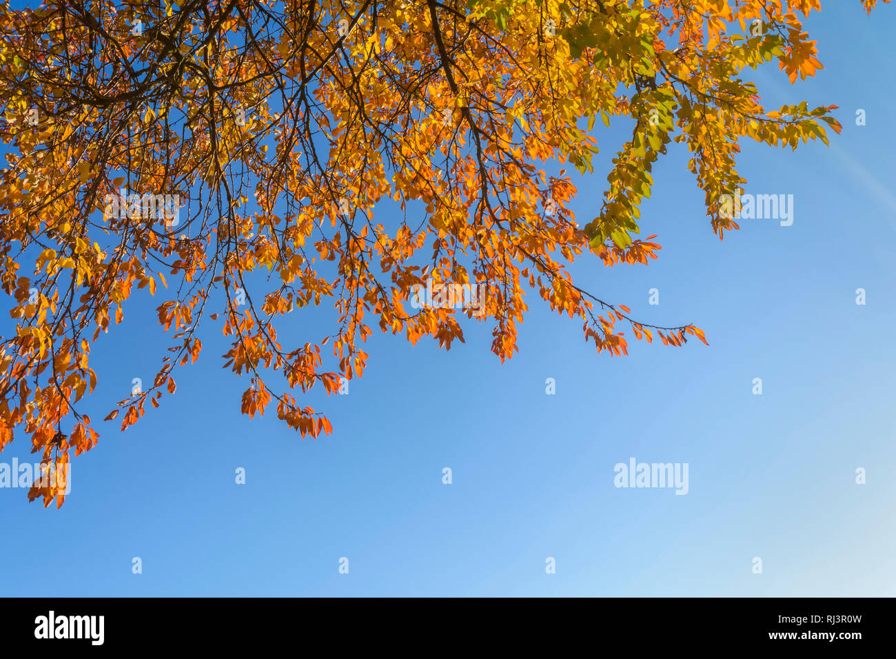 Cherry tree leaves hi-res stock photography and images - Alamy