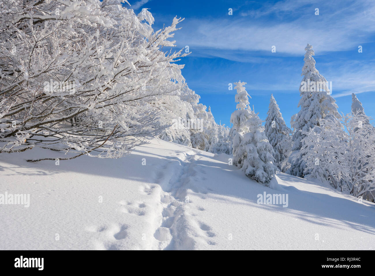 Snowy winter landscape with snowshoe trail, Schauinsland, Black Forest ...