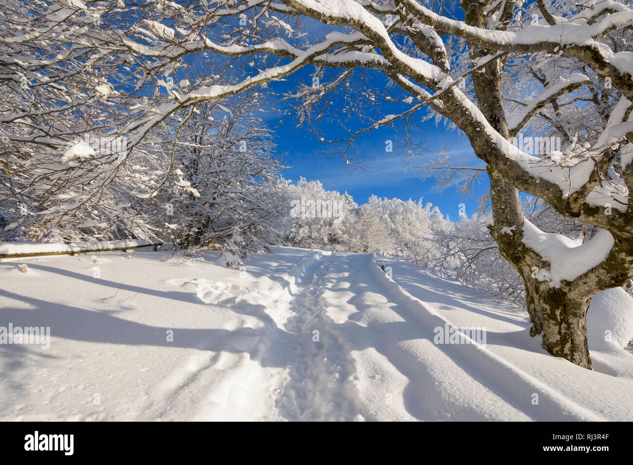 Freiburg winter germany hi-res stock photography and images - Alamy