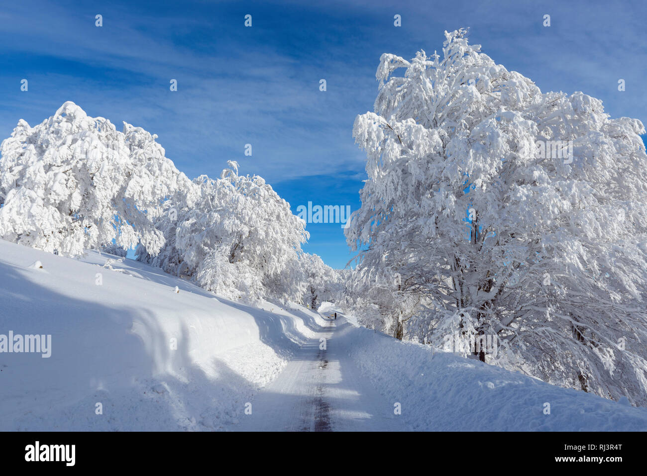 Snow covered road with beech trees in winter, Schauinsland, Black ...