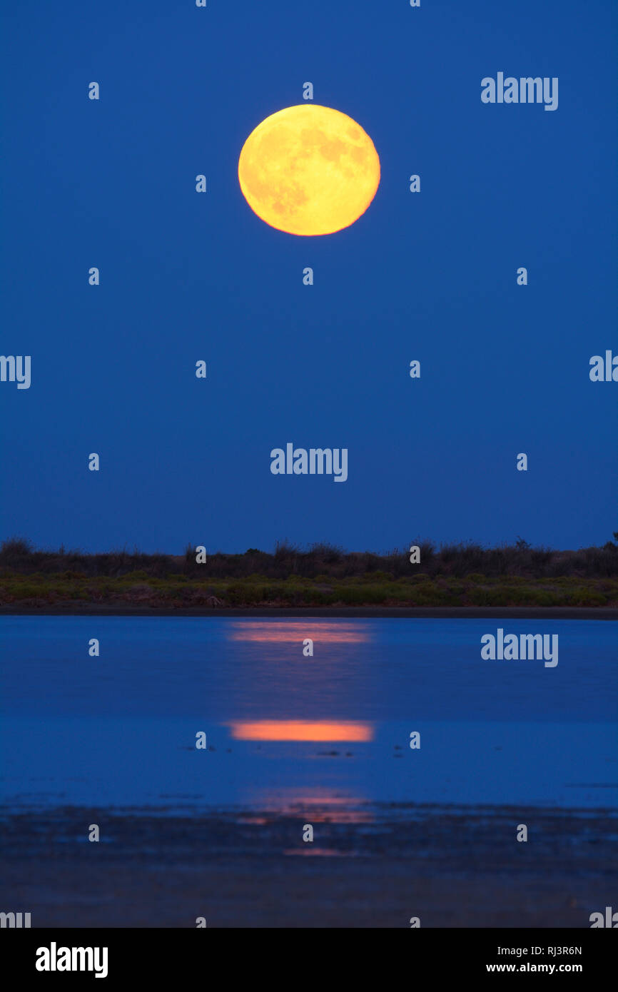 Full Moon over Marshland at Dawn, Saintes-Maries-de-la-Mer, Carmague ...