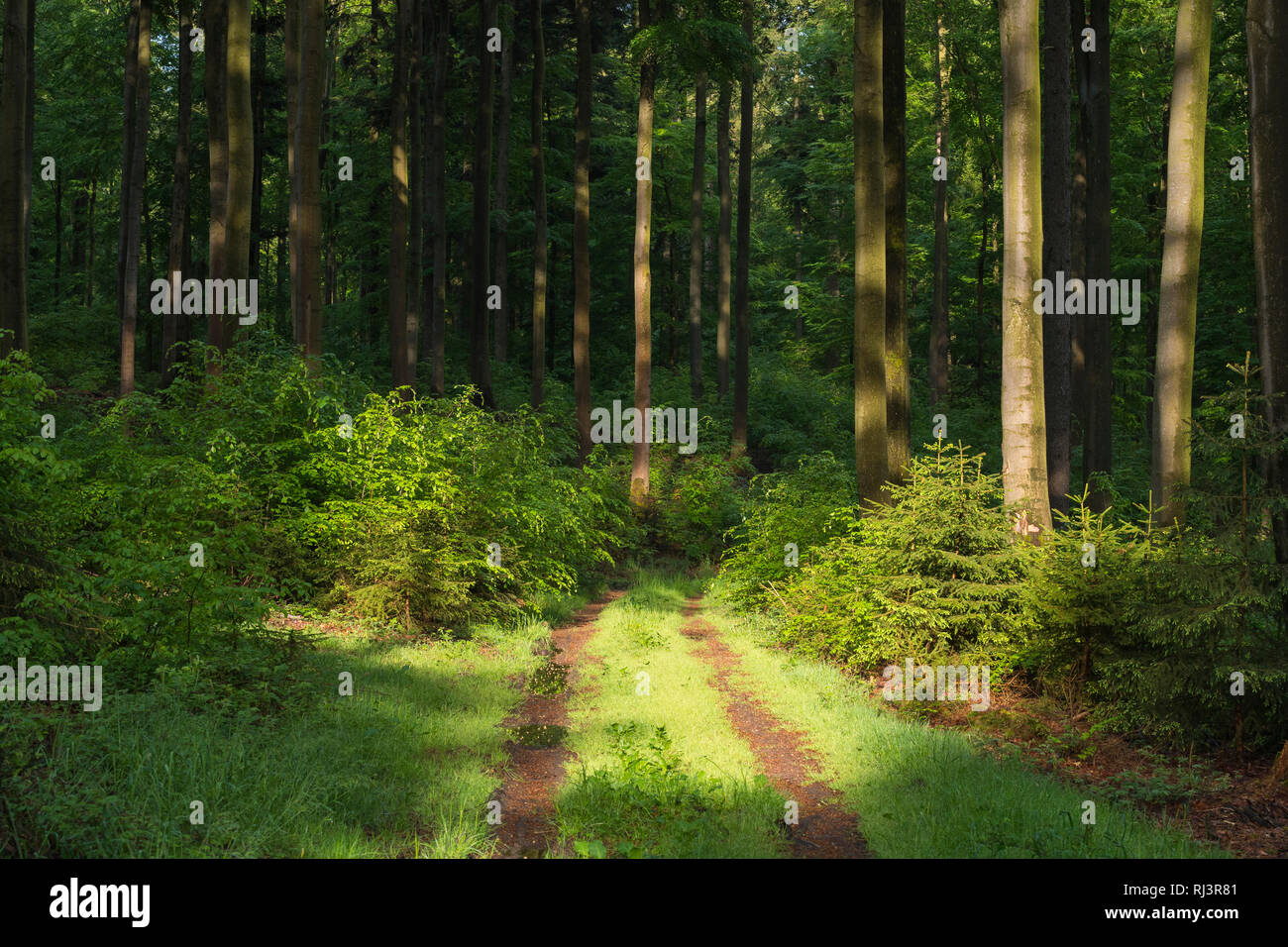 Forest path in spring, Spessart, Bavaria, Germany Stock Photo - Alamy