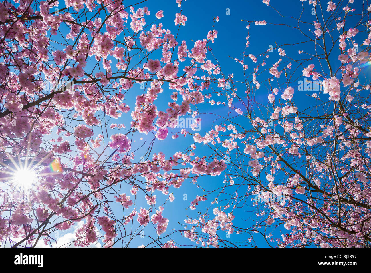 Pink cherry blossoms in spring with sun, Baden-Wurttemberg, Germany ...