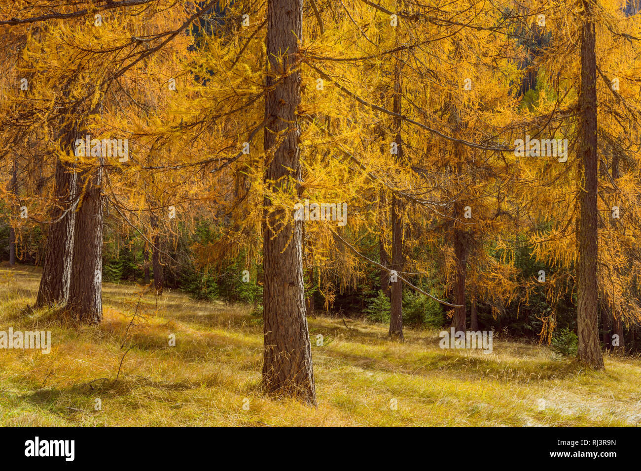 Dolomites, Europe, Forest Stock Photo - Alamy
