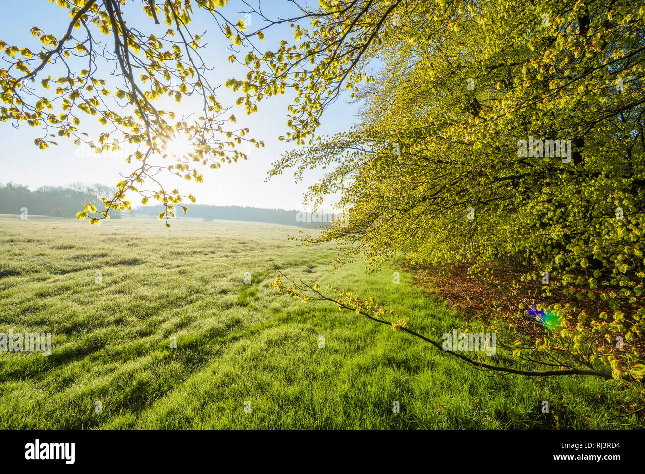 Forest meadow in the morning with sun, Spring, Vielbrunn, Michelstadt ...