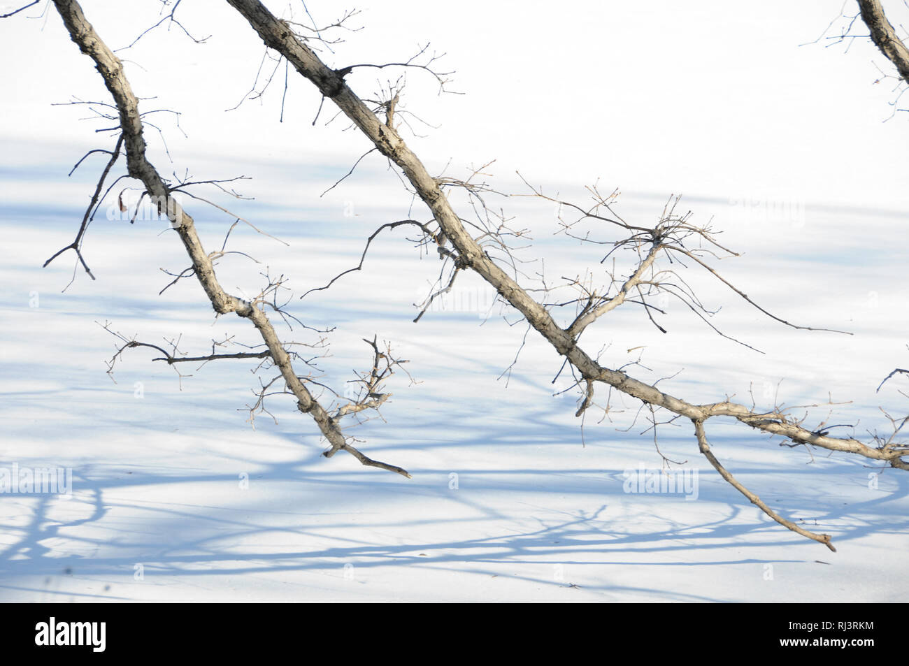 Ominous and dark leafless tree branches casting its shadows on an ice ...