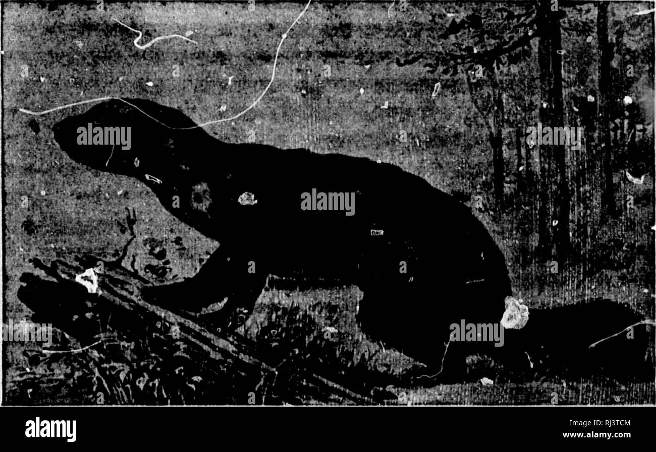 Skunk teeth hi-res stock photography and images - Alamy