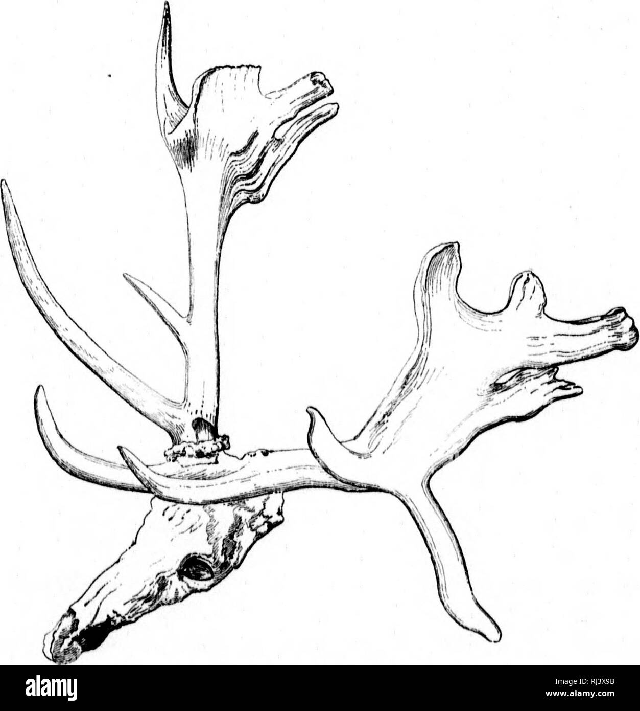 Chasse au wapiti hi-res stock photography and images - Alamy