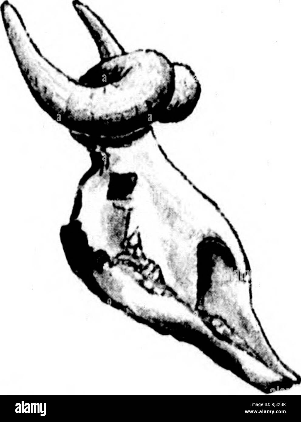 Pantholops hi-res stock photography and images - Alamy