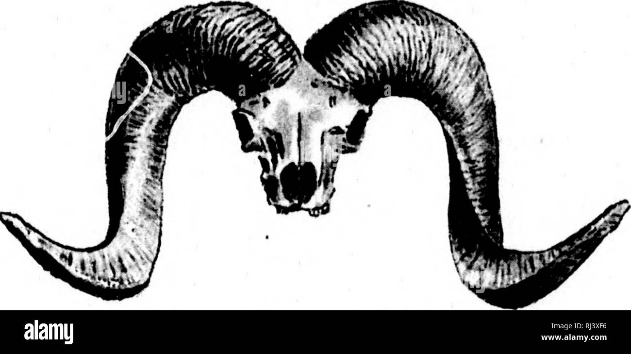 Ovis Poli High Resolution Stock Photography and Images - Alamy