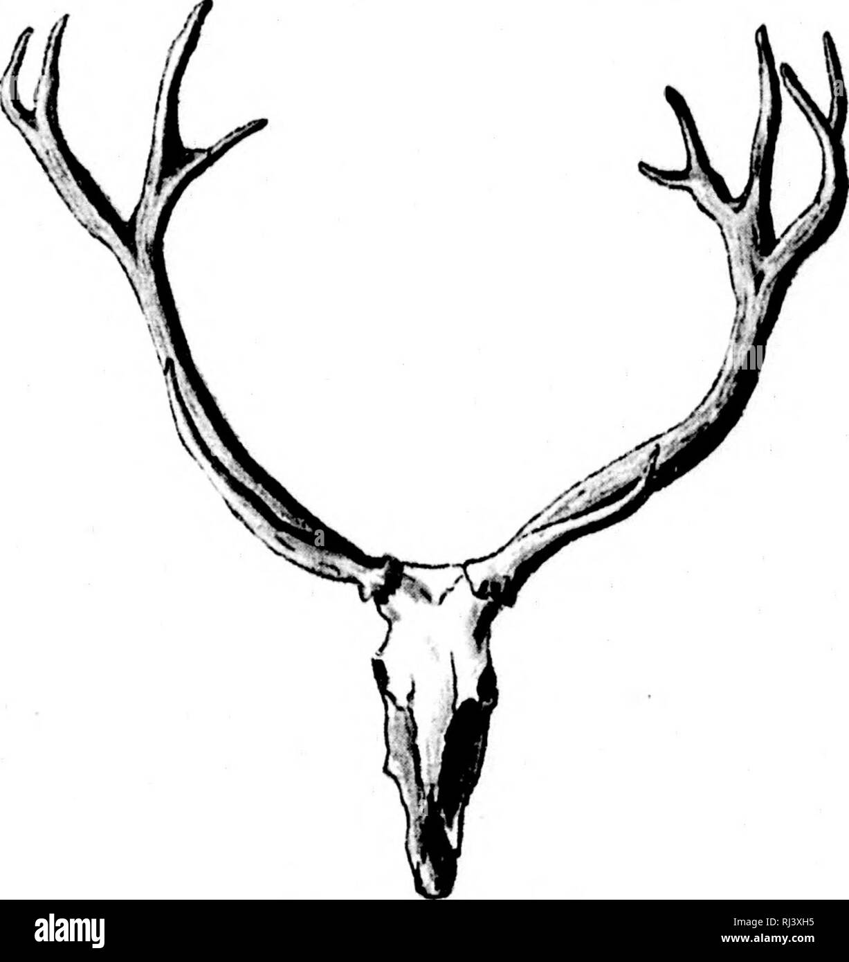 Classic Stags 266 50s And 60s Telegraph