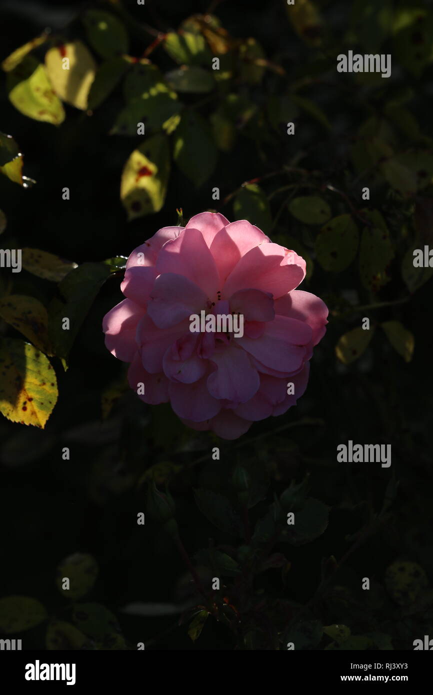 Desillusion hi-res stock photography and images - Alamy